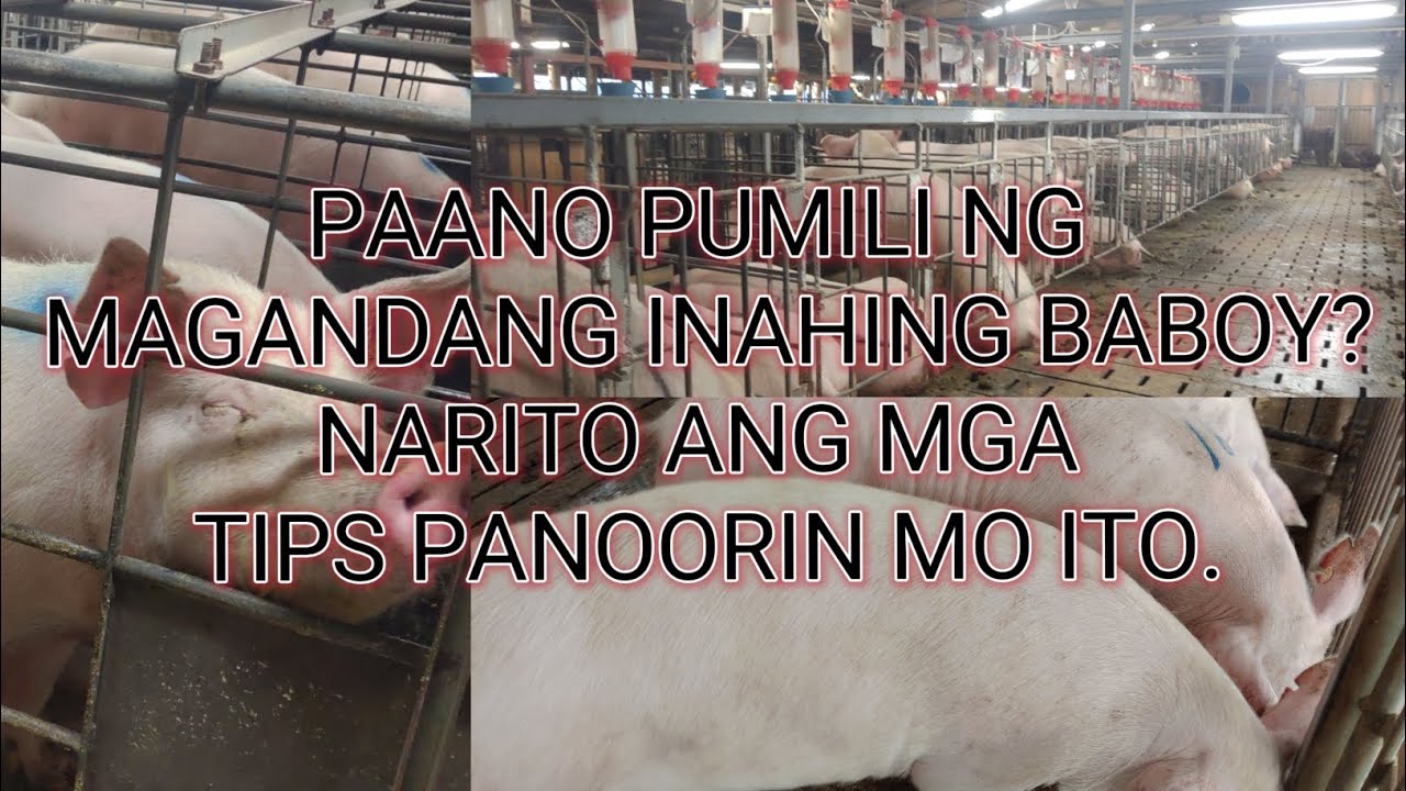 PAANO PUMILI NG MAGANDANG INAHING BABOY?/ NARITO ANG MGA TIPS. - YouTube