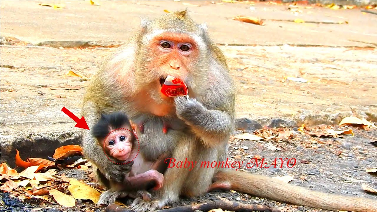 Oh....Cute baby monkey MAYO . - YouTube