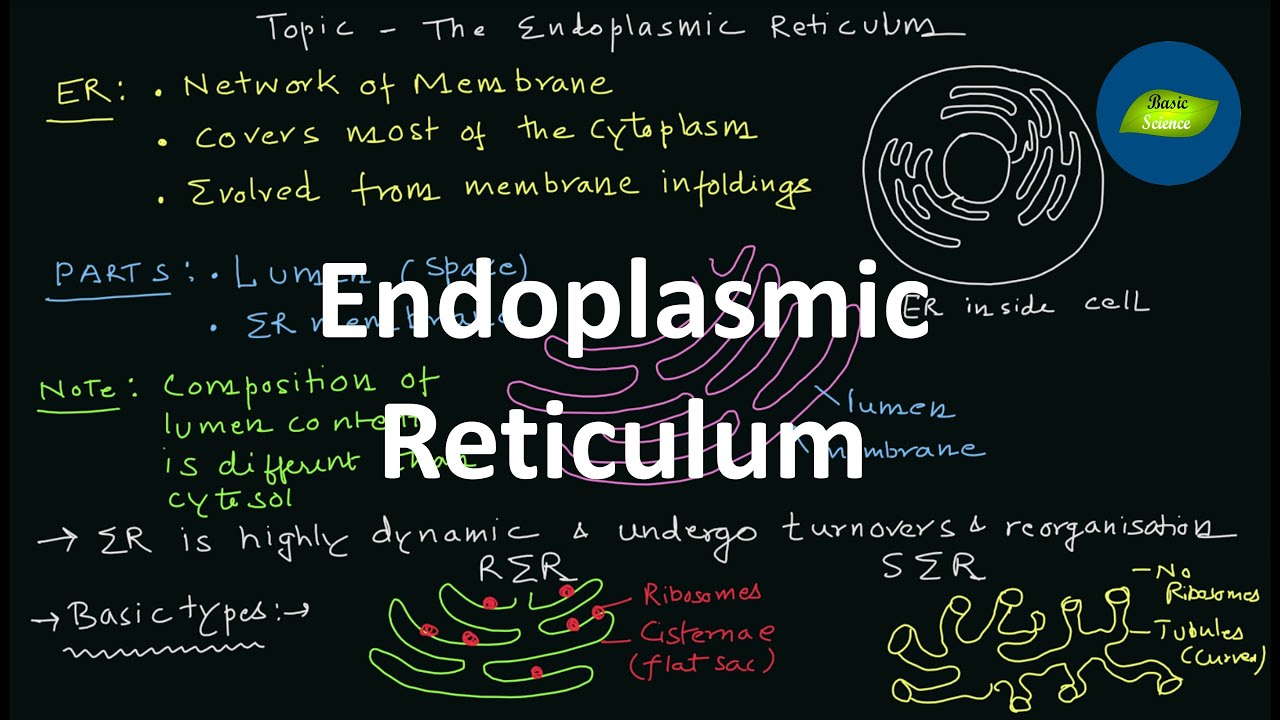 The Endoplasmic Reticulum | Structure | Types | Cell Biology | Basic ...