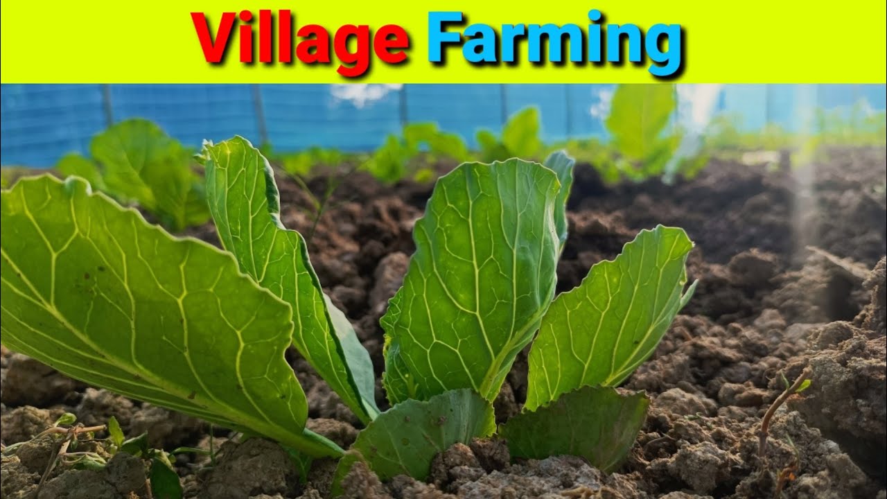My Farming in Winter Vegitable | village farming - YouTube