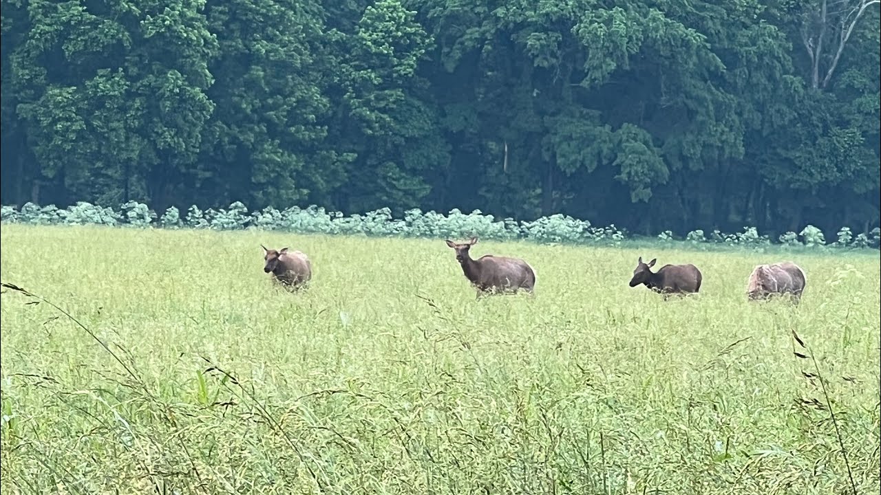 Seen some elk at Ponca Arkansas early this morning! - YouTube