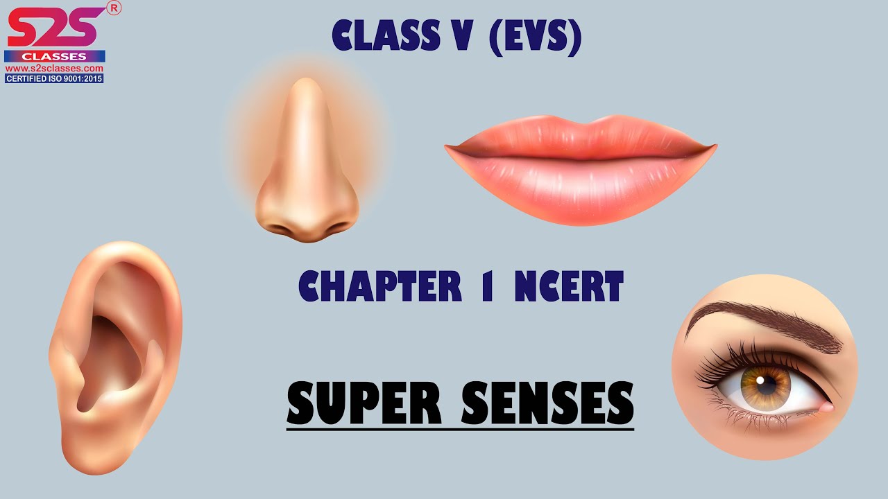 Class 5 EVS Super Senses Explanation In English NCERT Class 5 EVS Class 5 EVS Super Senses Explanation In English NCERT Class 5 EVS