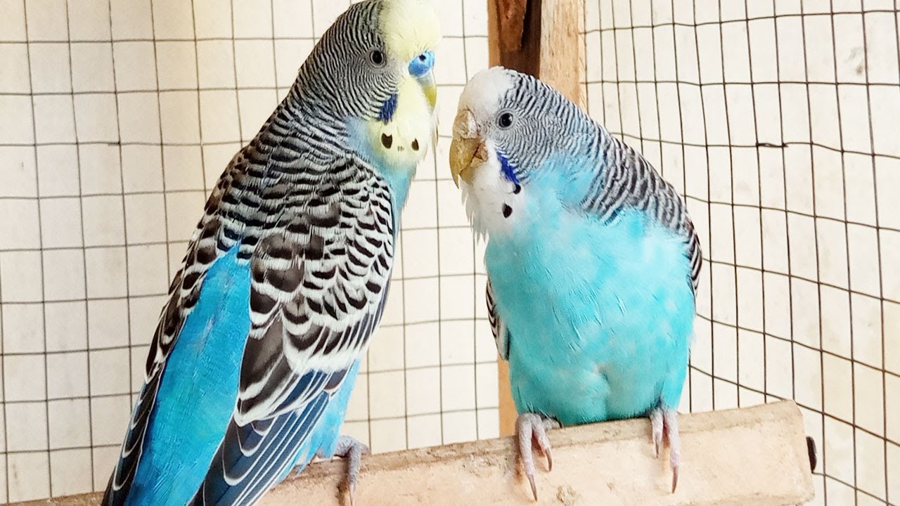 11 Hr Budgies Chirping Parakeets Sounds Reduce Stress , Relax to Nature ...