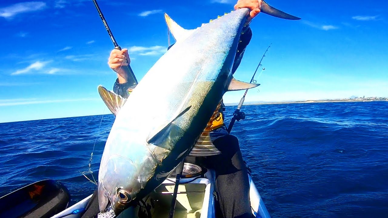 Longtail TOONA on LIVE BAIT! Offshore Kayak Fishing Australia!! - YouTube