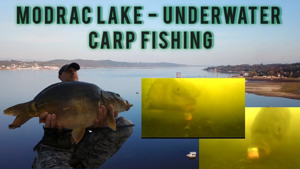 Modrac Lake - Underwater carp - YouTube