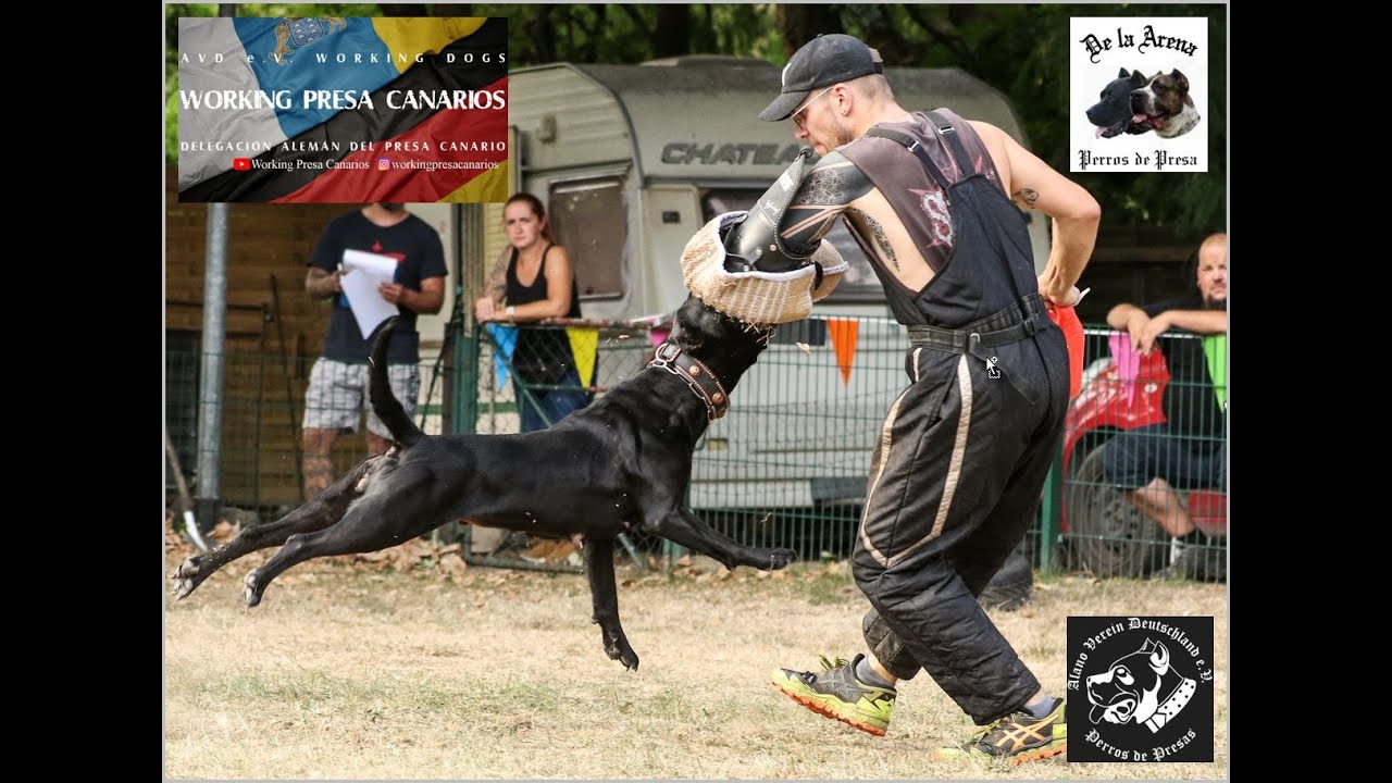 Yara de la Arena / working Presa Canario LONG SEND BITE / Tinguaro de ...