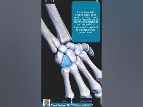 Visual Anatomy 3D - Facts about the Hamate bone - YouTube