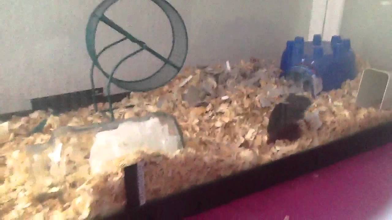 Boo The Hamster - YouTube