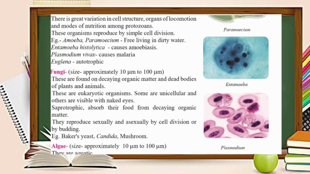 8th std science | classification of microbes | chapter one part 2 - YouTube