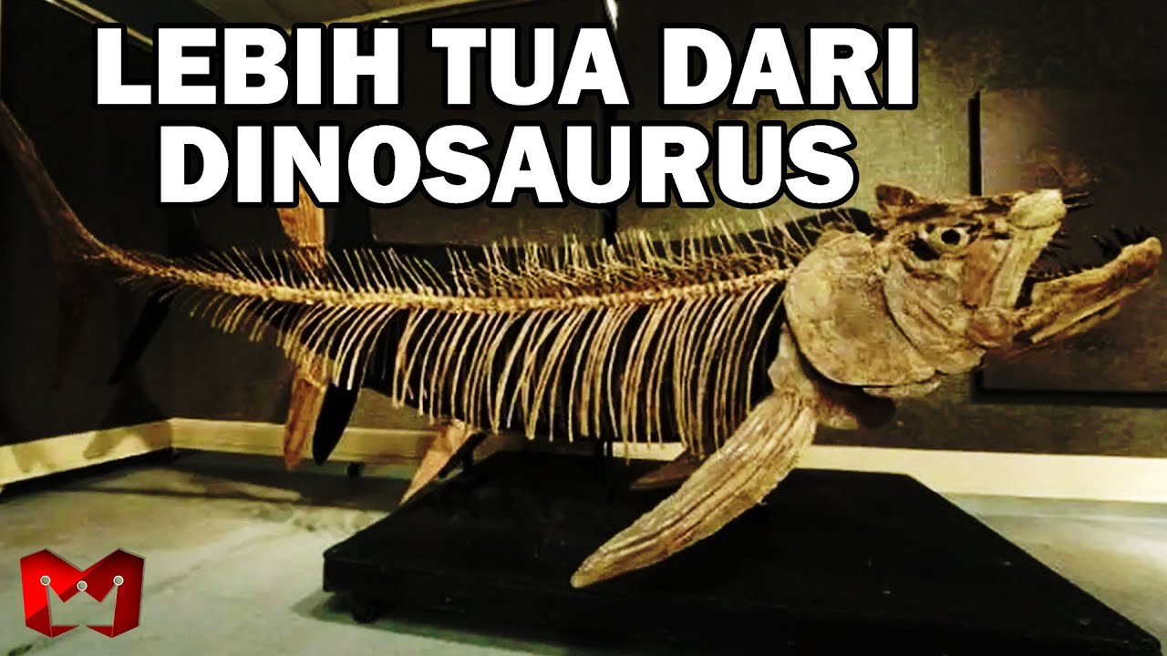 Penemuan Misterius di Afrika Selatan, Ada Ikan Purba Yang Lebih Tua ...