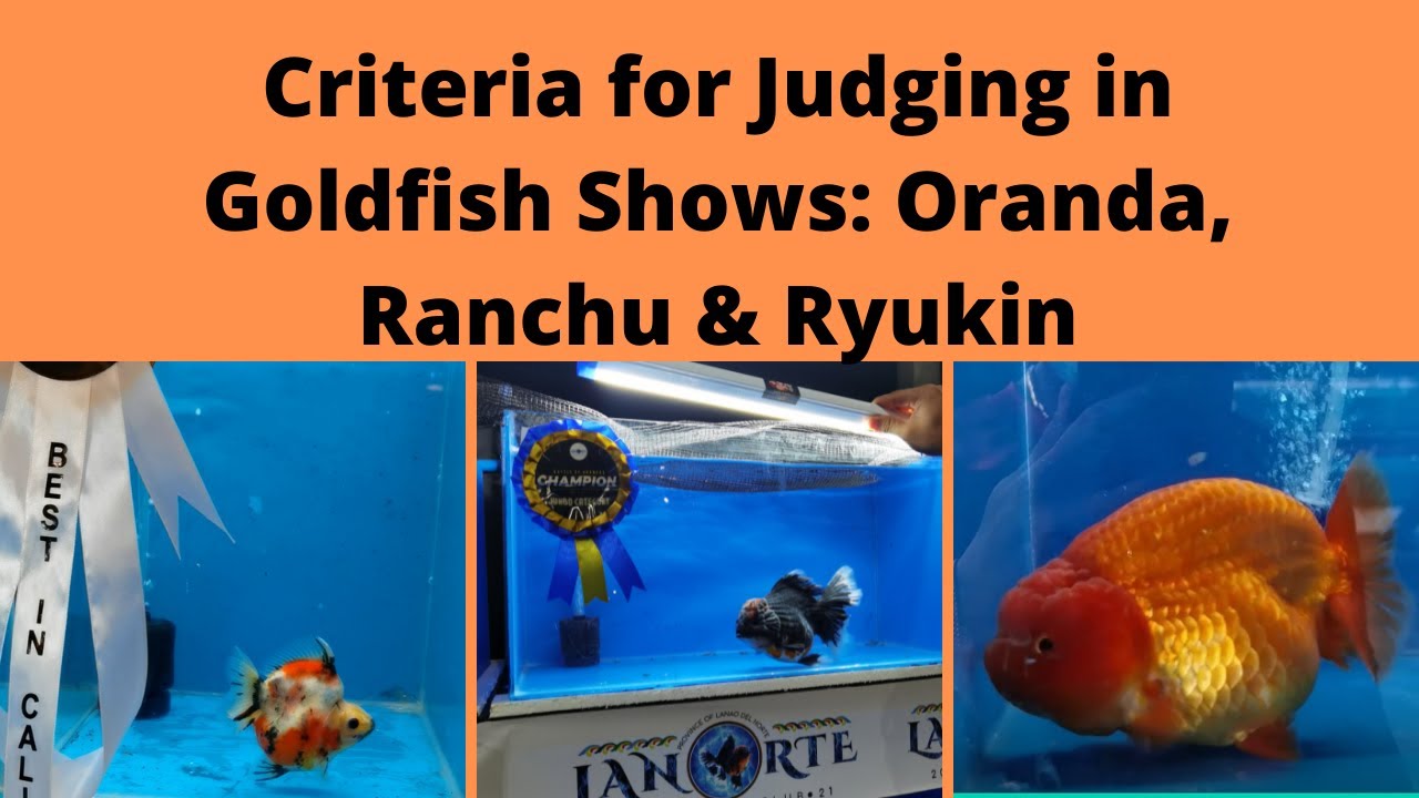 Criteria for Judging in Goldfish Shows - Oranda, Ranchu, Ryukin - YouTube