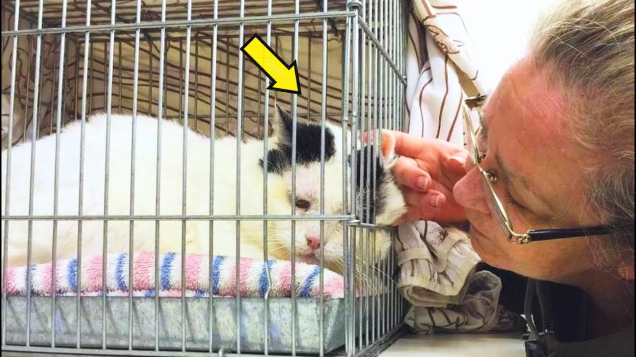 A semi-wild cat after years of defending itself, when a man takes it to ...