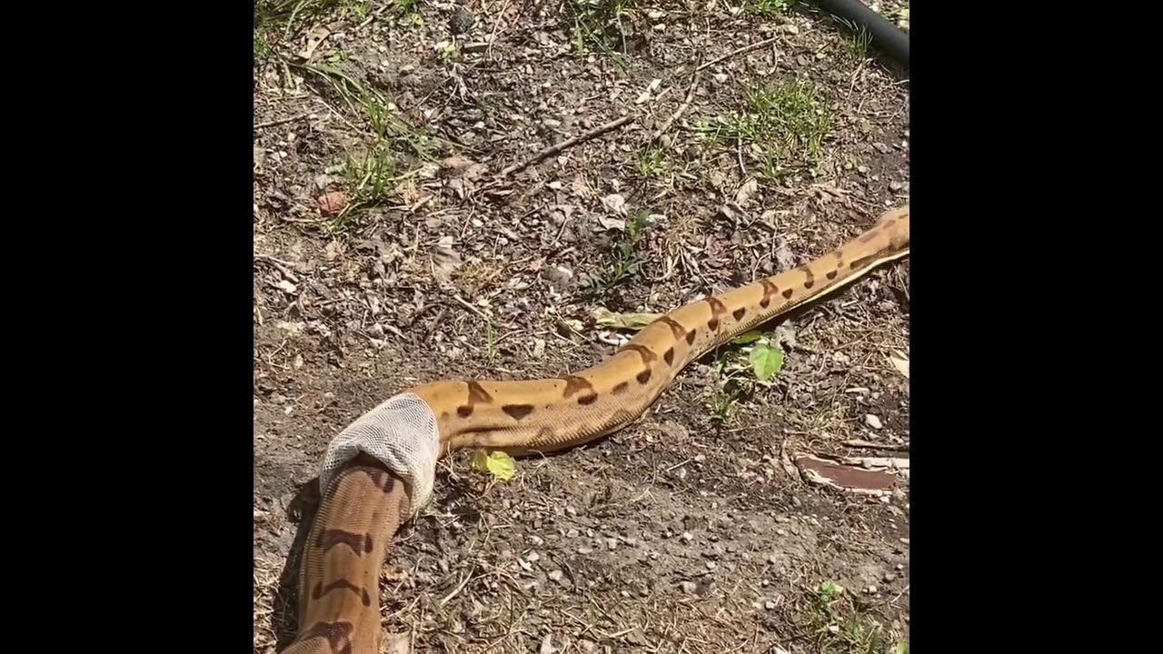 Boa constrictor shedding outside (2020) - YouTube