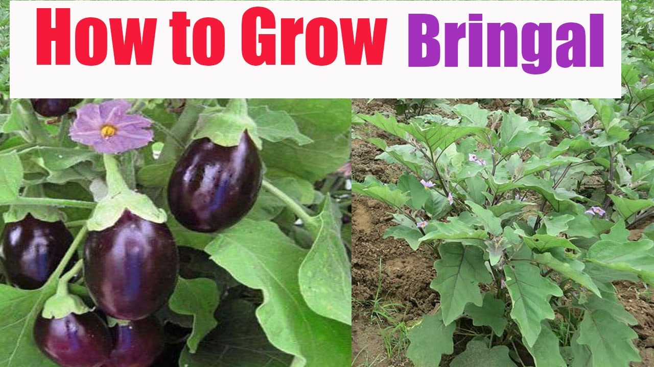 How to Grow Bringle in your Garden | Green Garden Ideas - YouTube