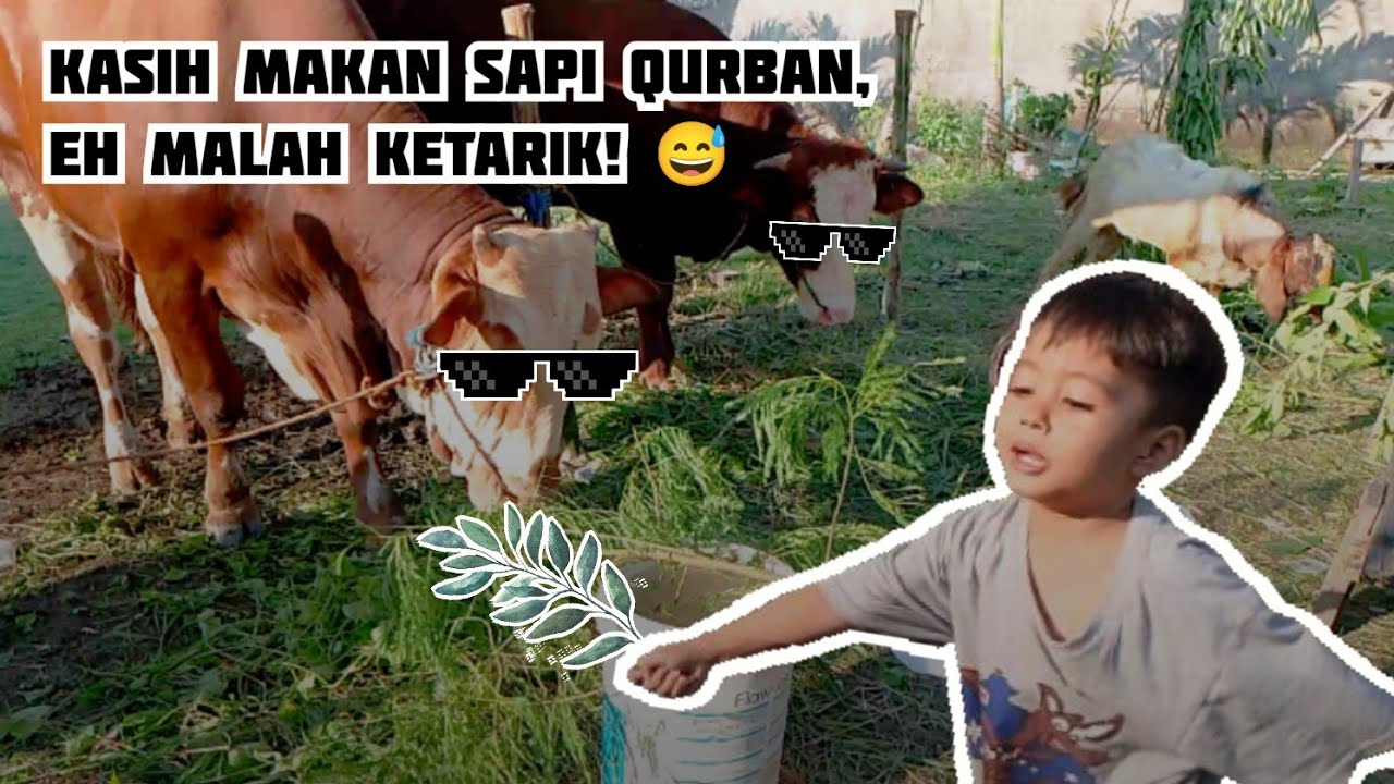 Anakku Kaget! Sapi Tarik Makanan Sampai Ketarik Juga 😅 yuk lihat sapi ...