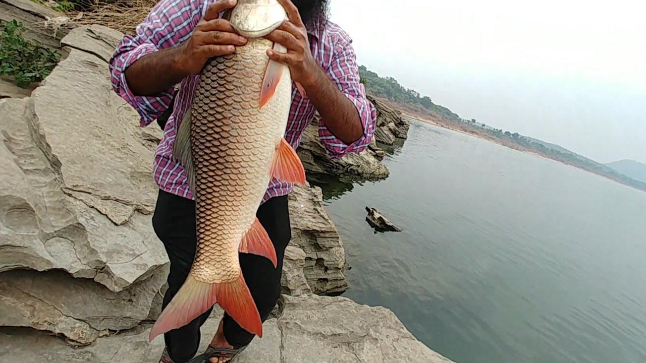 Incredible Big Rohu fish catching||BigRohuFish||River fishing - YouTube