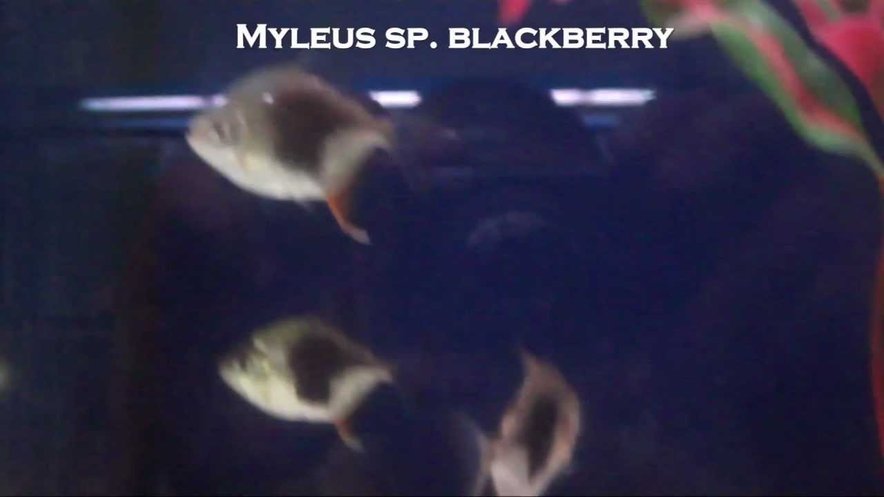 myleus sp. blackberry - YouTube