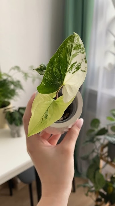 Новое растение 🤍💚Сингониум Империал Вайт #обзоррастений # ...