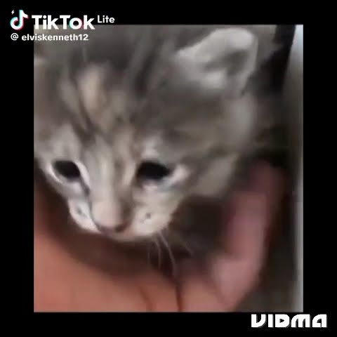 el gato XD - YouTube