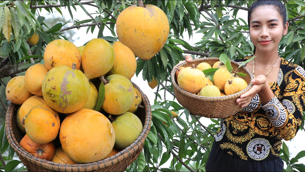 Pick Gold fruit in my homeland - Healthy fruit - YouTube