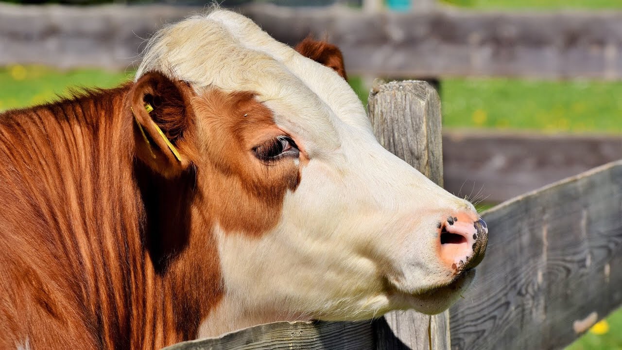 Cow video it’s me cow cow cow 🐄 cow sounds #cowvideos #cows #cowlover ...