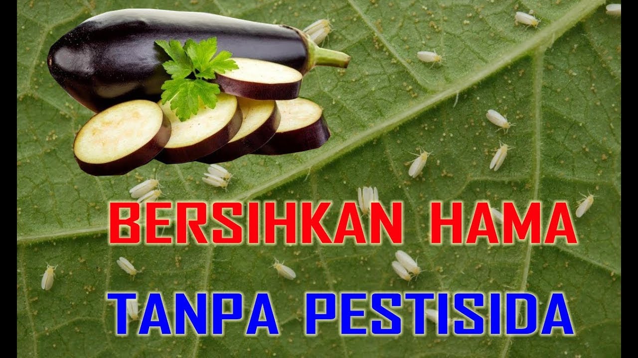 Cara organik membersihkan hama ulat dan kutu pada tanaman terong ungu ...