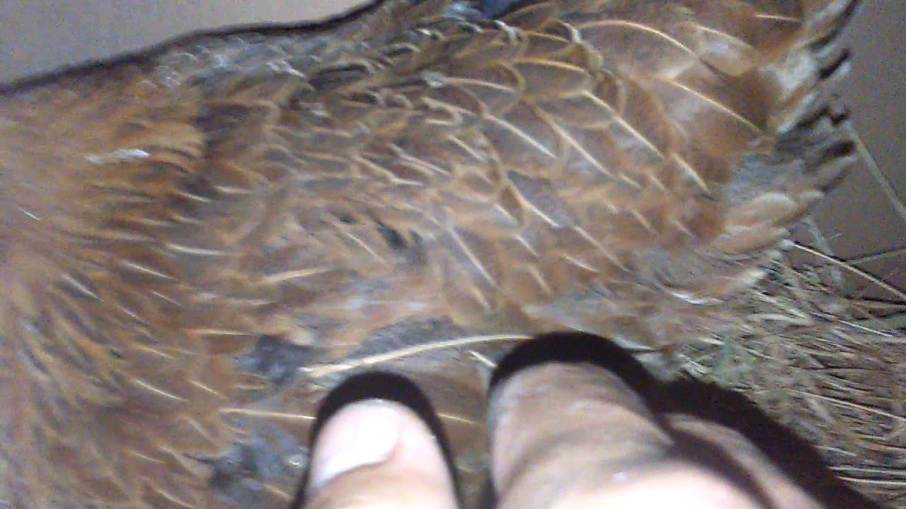 Gallina echada - YouTube