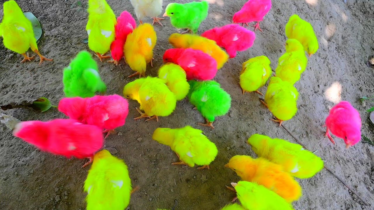 100 colorful chiucks | 100 chicks colourful chicks #trending #colors # ...