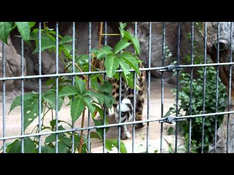 Leopard at Denver Zoo - 2