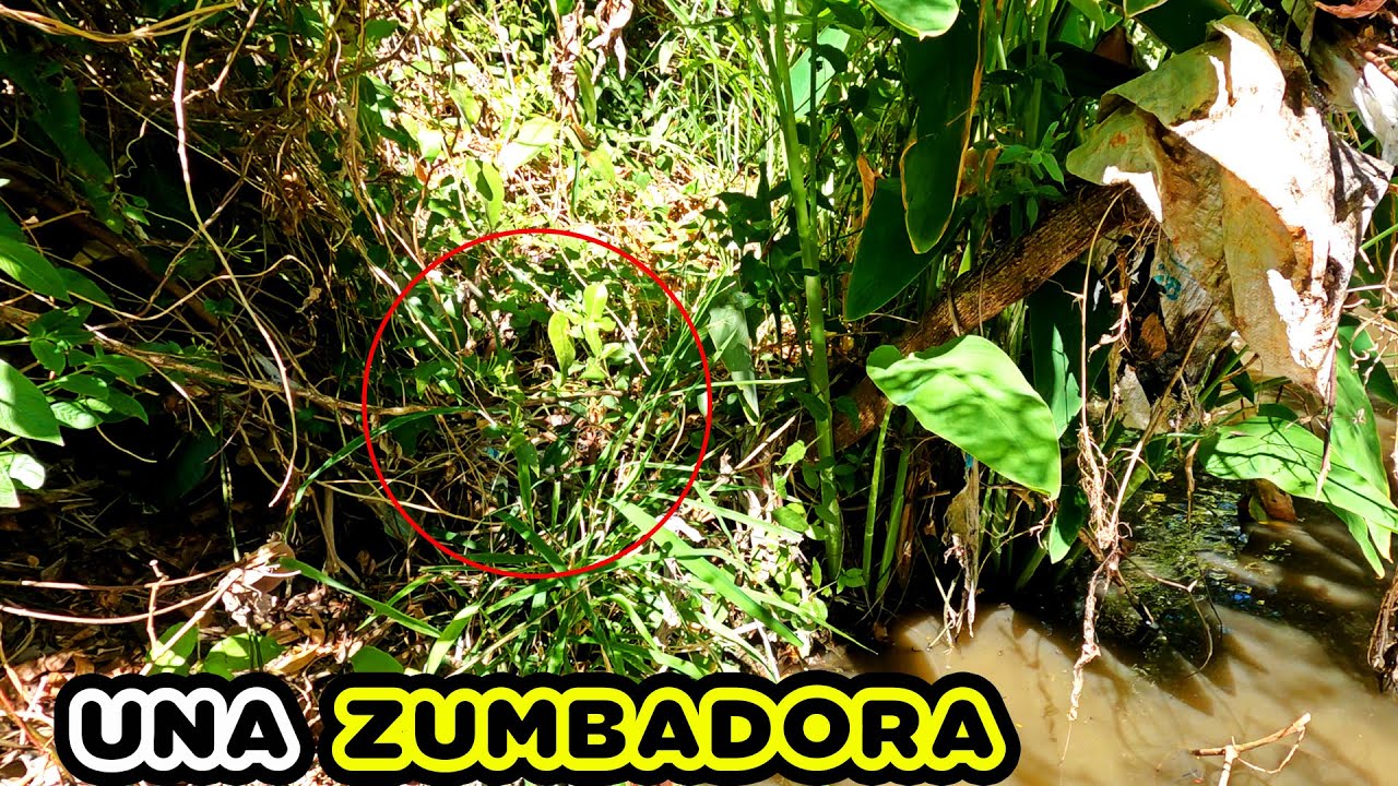 ENCONTRAMOS UNA CULEBRA ZUMBADORA ENORME!!! CONOCES LA LEYENDA DE LAS ...
