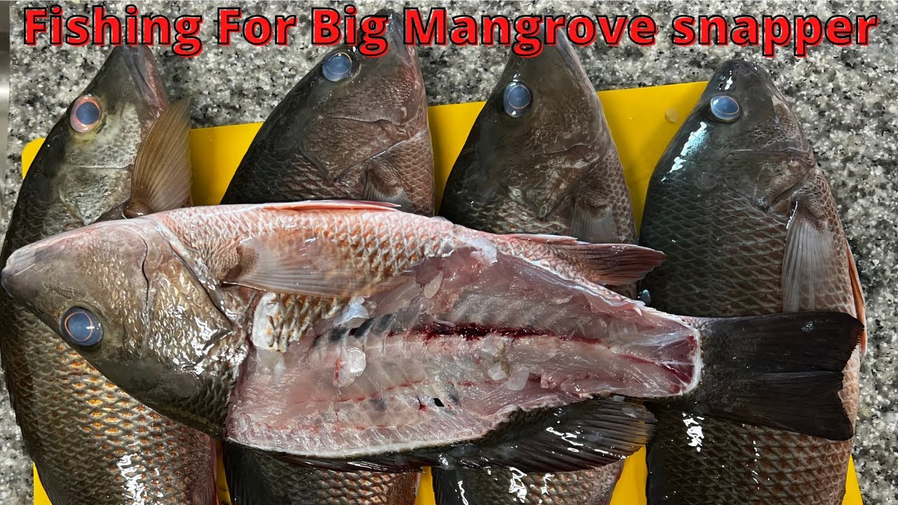 How to Catching Big MANGROVE SNAPPER inshore the Quick and east way ...
