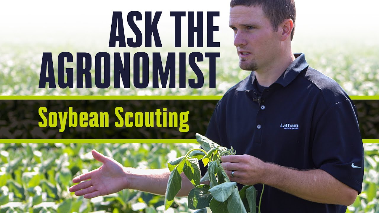 #AsktheAgronomist - Soybean Scouting - YouTube