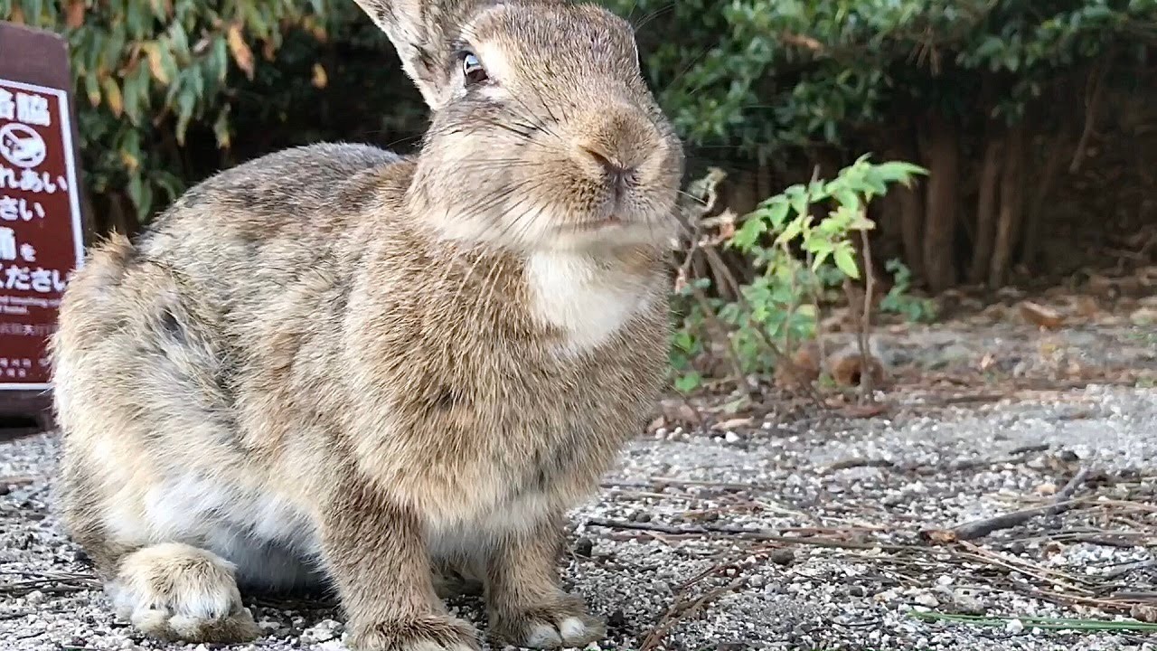 Dignified rabbit staring into the distance - YouTube