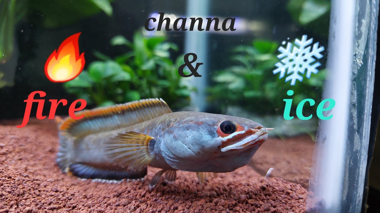 Adding Beautiful Dwarf Snakehead (Channa Fire and Ice) To My Anubias ...