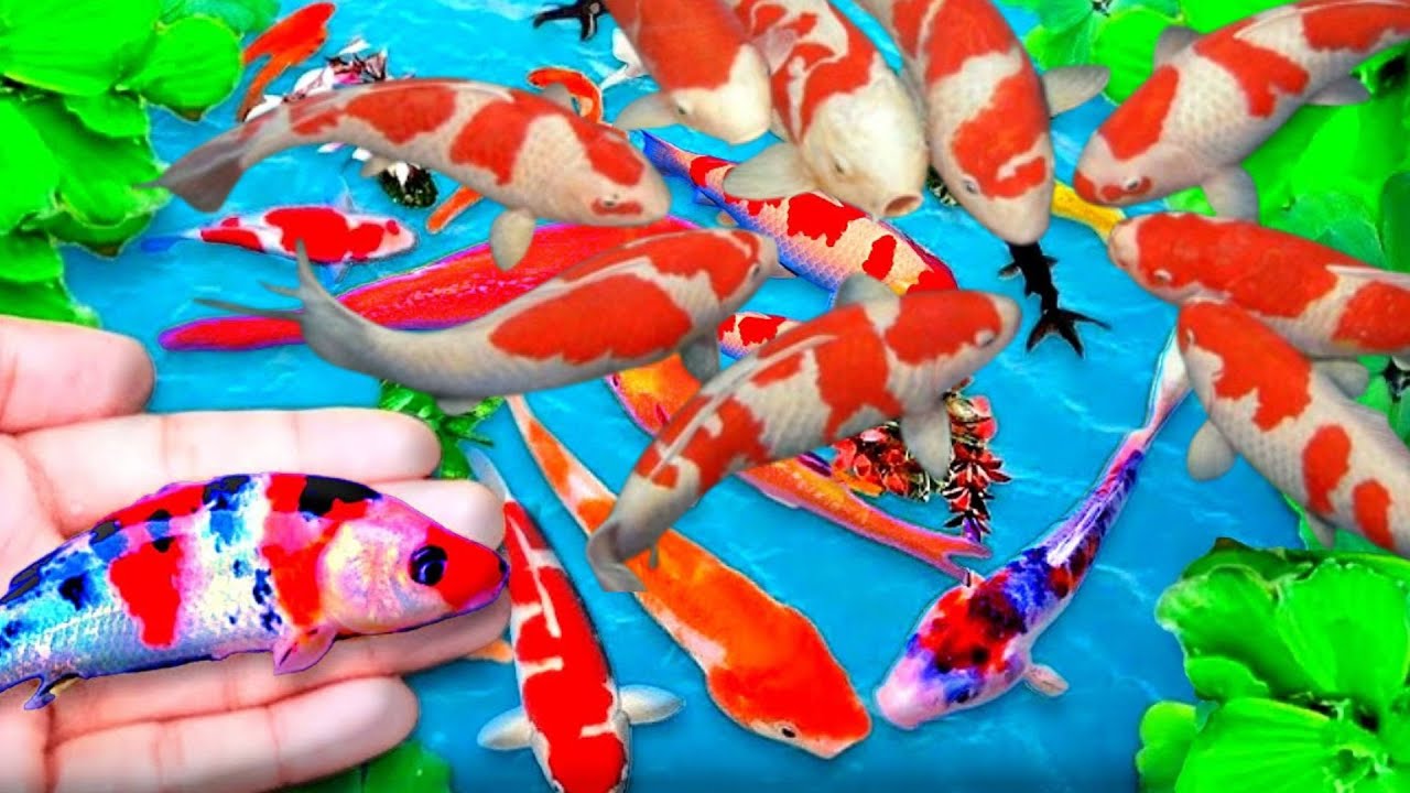 Amazing Cathch Strange Fish In Tiny Pond,Shrimp,Snapper,Ornamental Fish ...