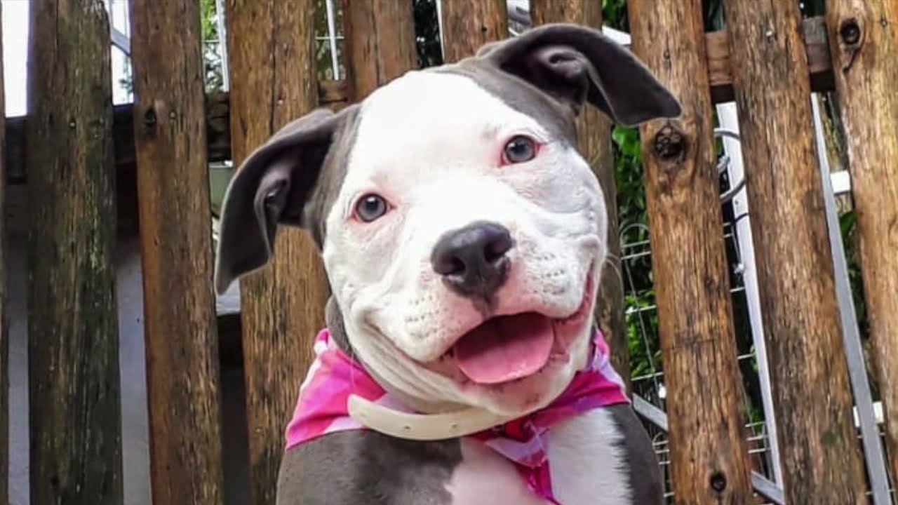 American Staffordshire Terrier, Amstaff, un cane dotato di grande ...