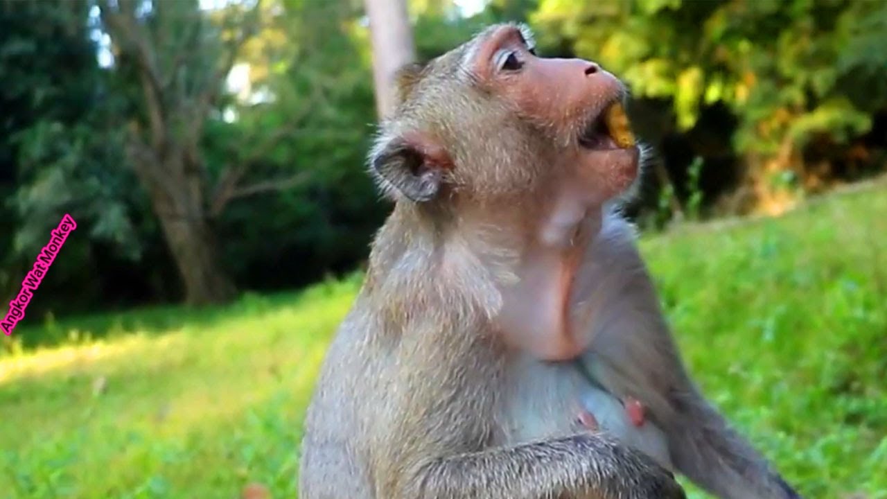 Pregnancy monkey Rosa trying to fruit - YouTube