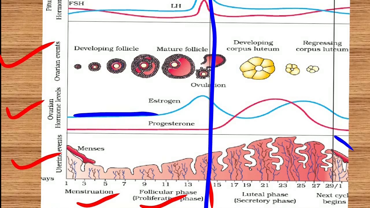 HUMAN REPRODUCTION PART 3 - YouTube