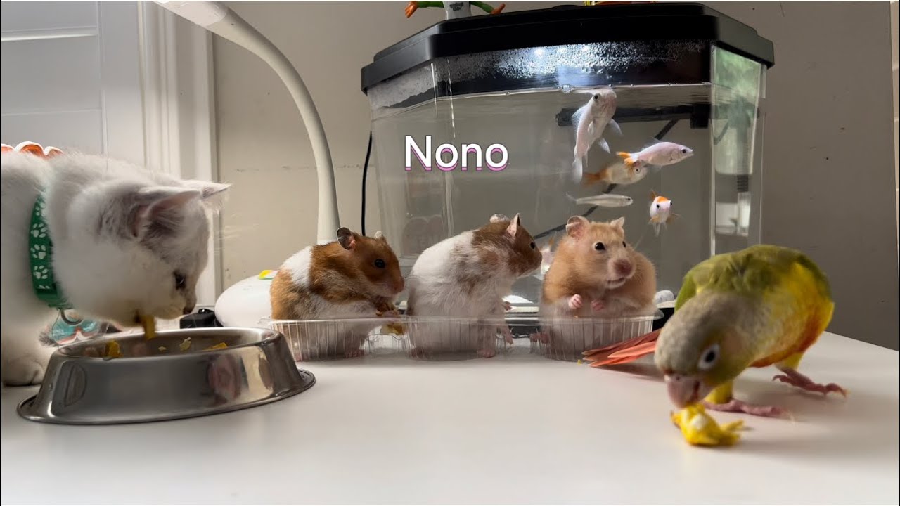 parrot,cat and hamster eat eggs together - YouTube
