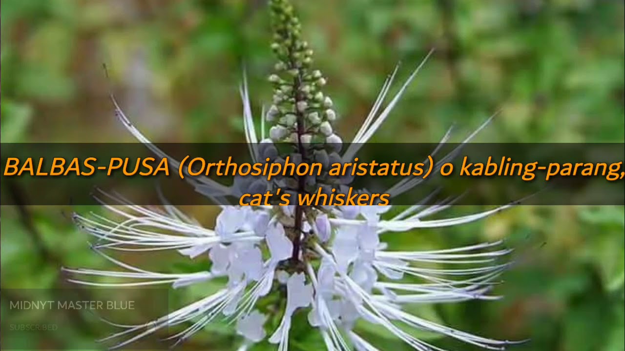 Balbas pusa/taheebo uses and benefits /health tips - YouTube