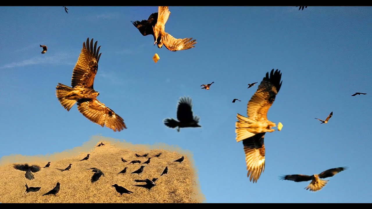 Kites's flamboyant flight to grab food in air! Sorry, crows. トビの、食べ物を足指 ...