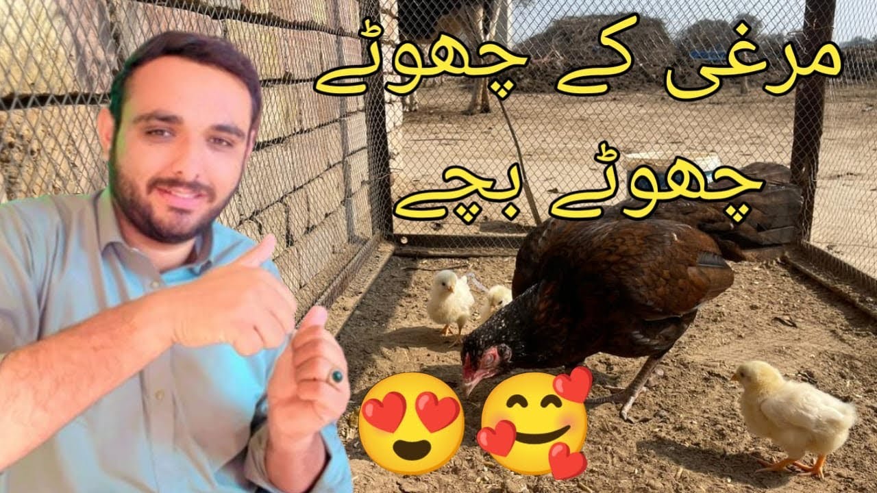 Murghi ke chote chote Bache😍🥰| Village life | Daily life vlog|Daily ...