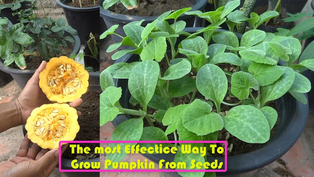 The Most Effective Way To Grow Pumpkin Fast (Grow From Seeds) - YouTube