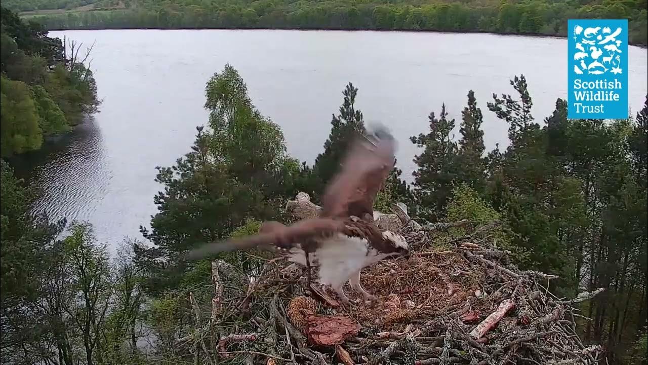 Osprey Communication Contact Calls (Loch of the Lowes Osprey Webcam 2022) - YouTube