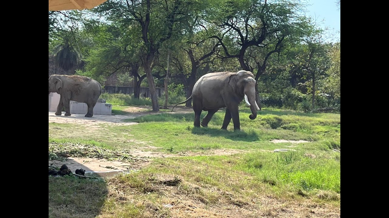 Elefanten im Zoo Neu Delhi, Indien (2023). - YouTube