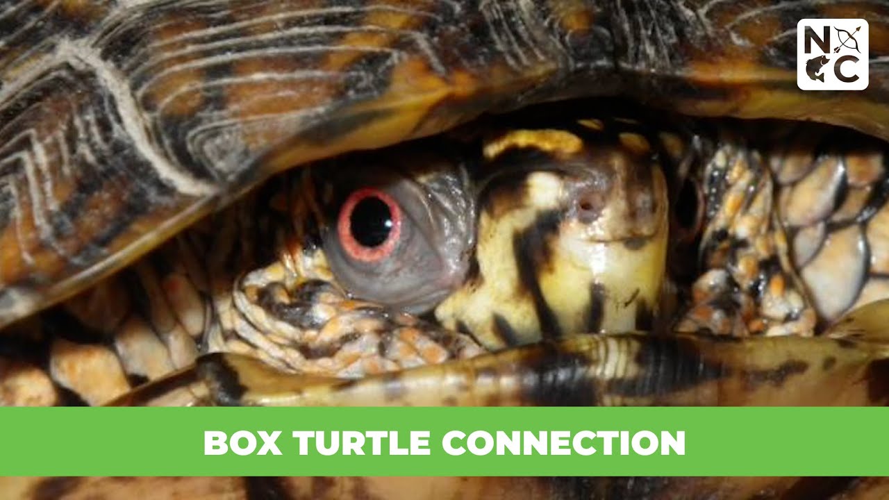 Box Turtle Connection - YouTube