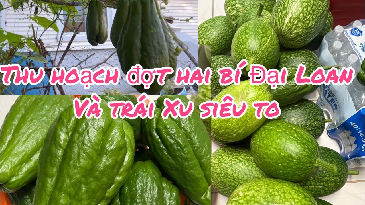 Thu hoạch đợt hai bí Đại Loan và trái su su siêu to (pumpkin & chayote ...
