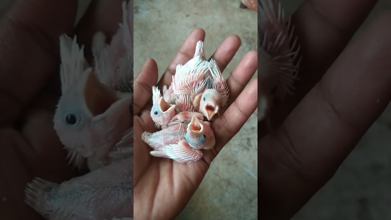 Baby java bird - YouTube