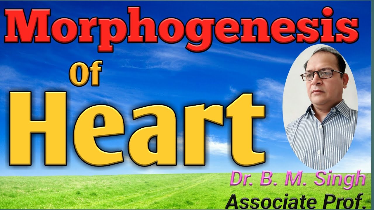 morphogenesis of heart - YouTube
