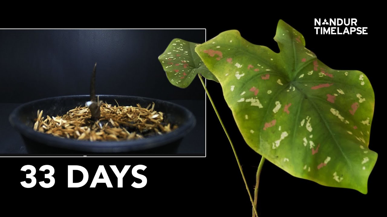 Caladium Tri Color Growing Time Lapse in 33 days - YouTube